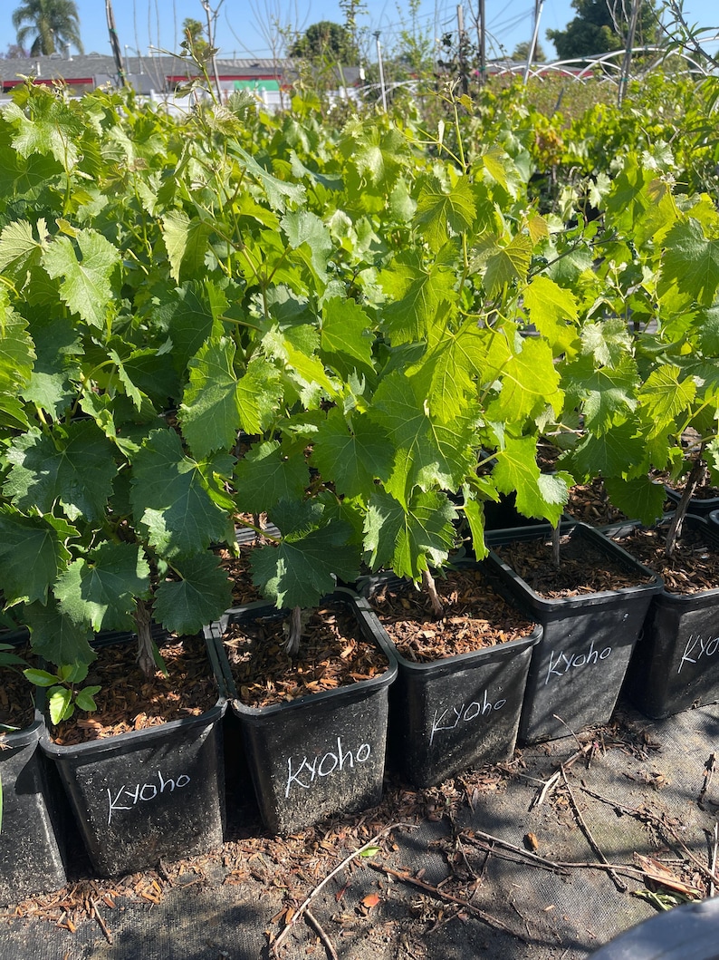 Grafted Kyoho Grape RARE Japanese Vine - Etsy
