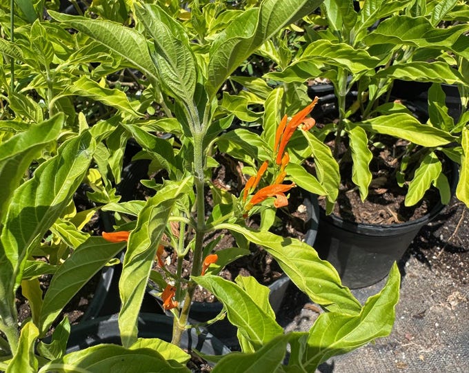 Muicle- Mexican Honeysuckle- Live Plant in Quart Container Justicia ...