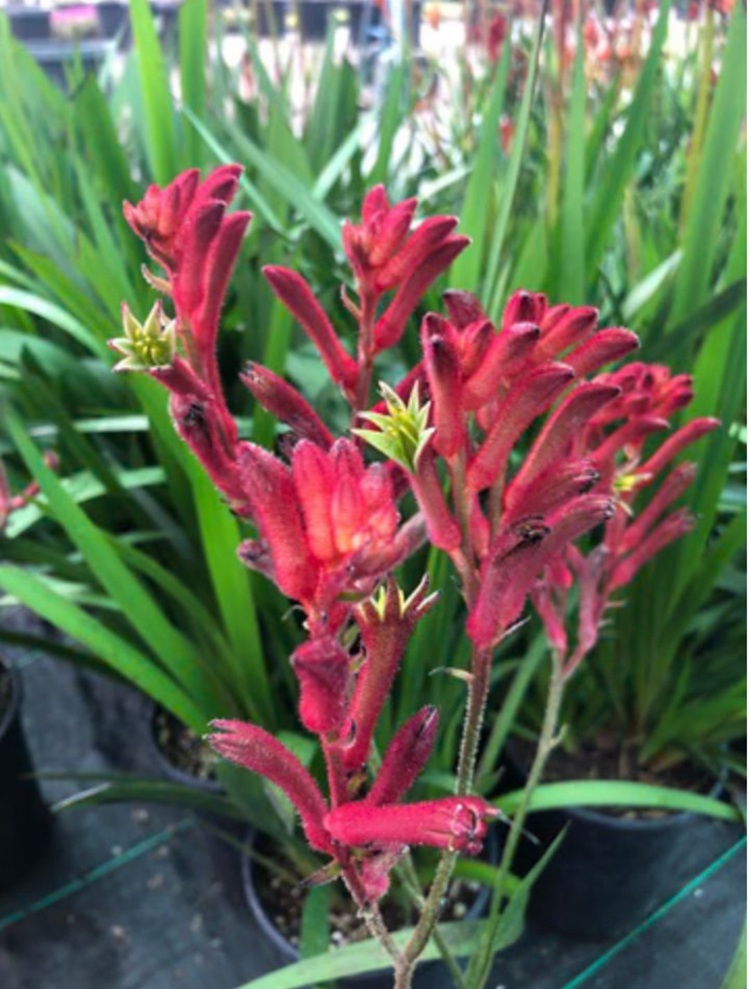 Anigozanthos 'BUSH RANGER' (dwarf Red Kangaroo Paw) - Etsy