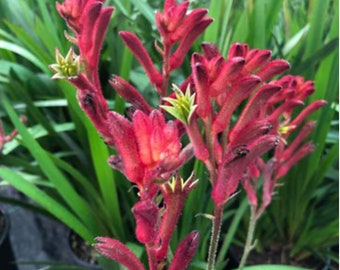 Anigozanthos 'BIG RED' (red Kangaroo Paw) - Etsy
