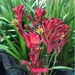 Anigozanthos 'BUSH RANGER' dwarf Red Kangaroo Paw - Etsy