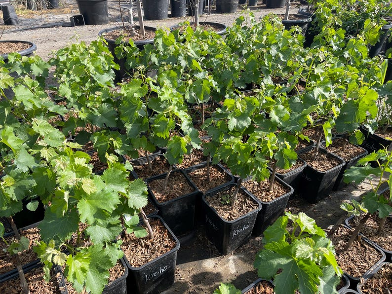 Grafted Kyoho Grape RARE Japanese Vine - Etsy