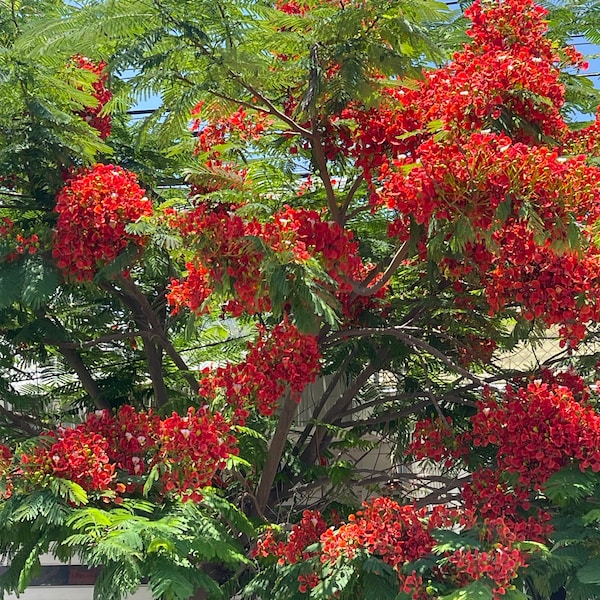 Royal Poinciana Tree - Etsy