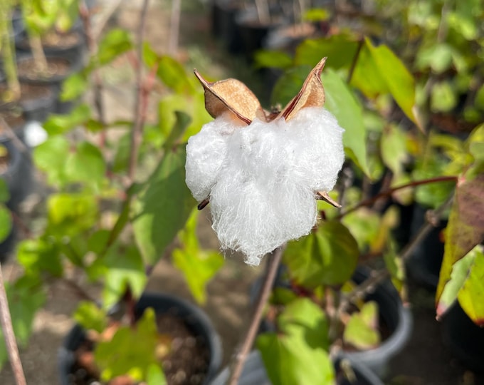 Cotton Plant (gossypium) - Etsy