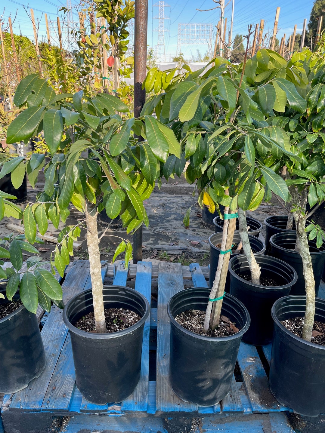 Kohala Longan Air Layered Fruit Tree - Etsy