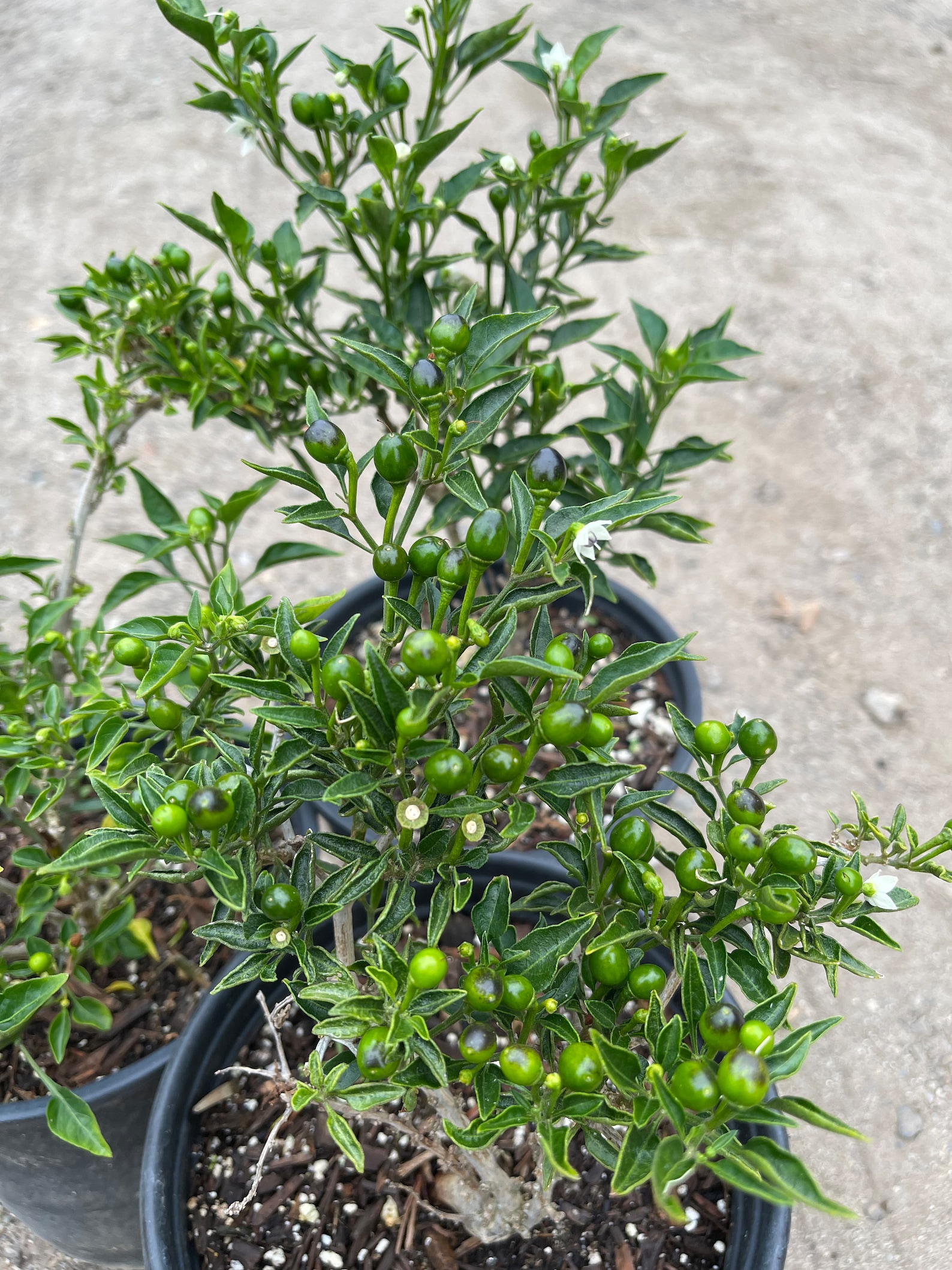 Chiltepin Chili Pepper Plant - Etsy