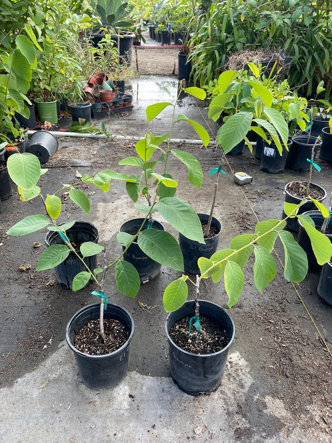 Grafted Cherimoya El Bumpo - Etsy