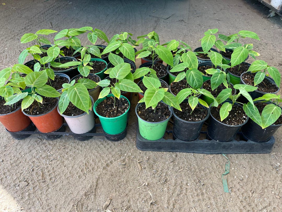 4" Pot Sweet Granadilla Plant Seedling - Etsy
