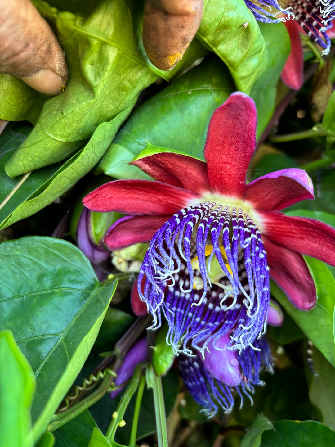 Passion Fruit Ruby Glow Passiflora - Etsy