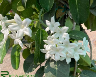 Jasmine Variegated Stephanotis Floribunda Brides Bouquet Madagascar ...
