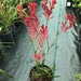 Anigozanthos 'BUSH RANGER' dwarf Red Kangaroo Paw - Etsy