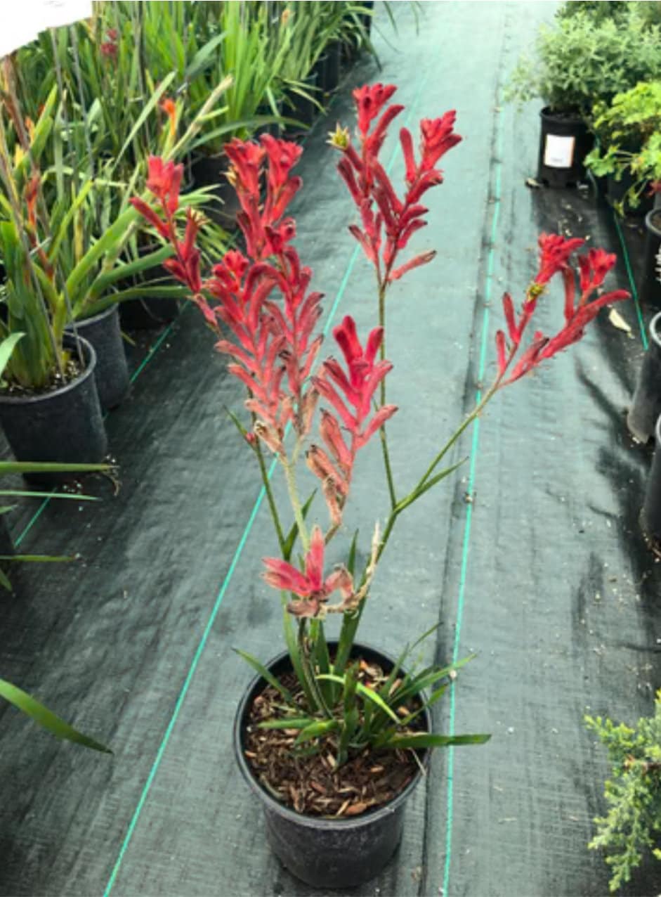 Anigozanthos 'BUSH RANGER' dwarf Red Kangaroo Paw - Etsy