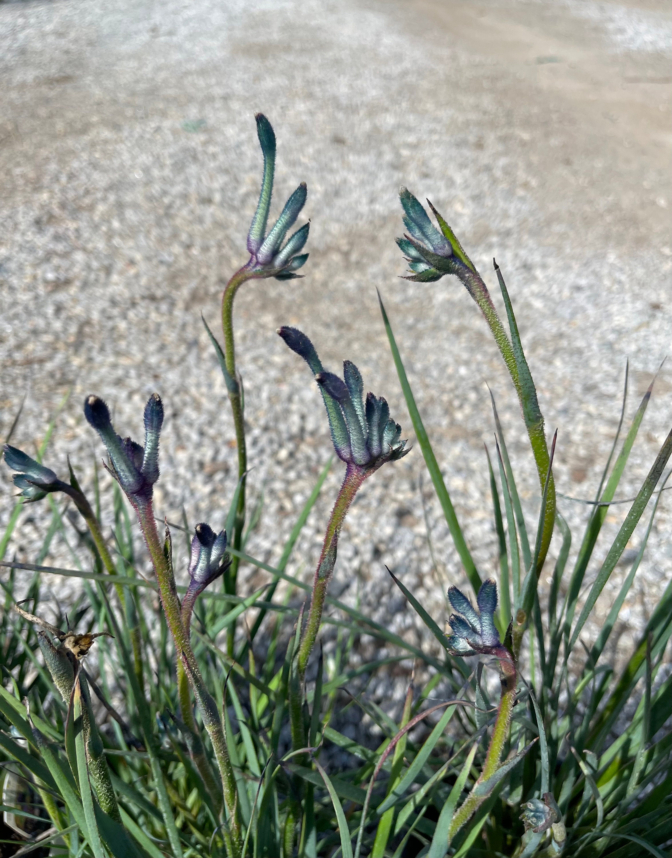 Masquerade Anigozanthos Celebration Masquerade - Etsy