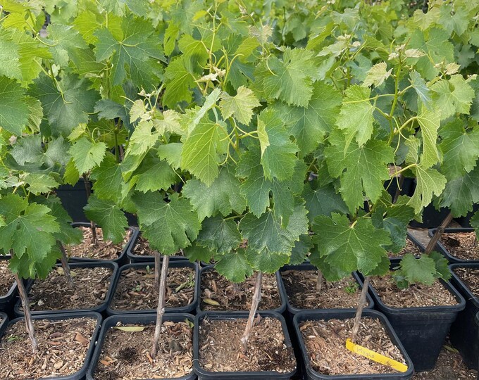 Kyoho Grape RARE Japanese Vine - Etsy