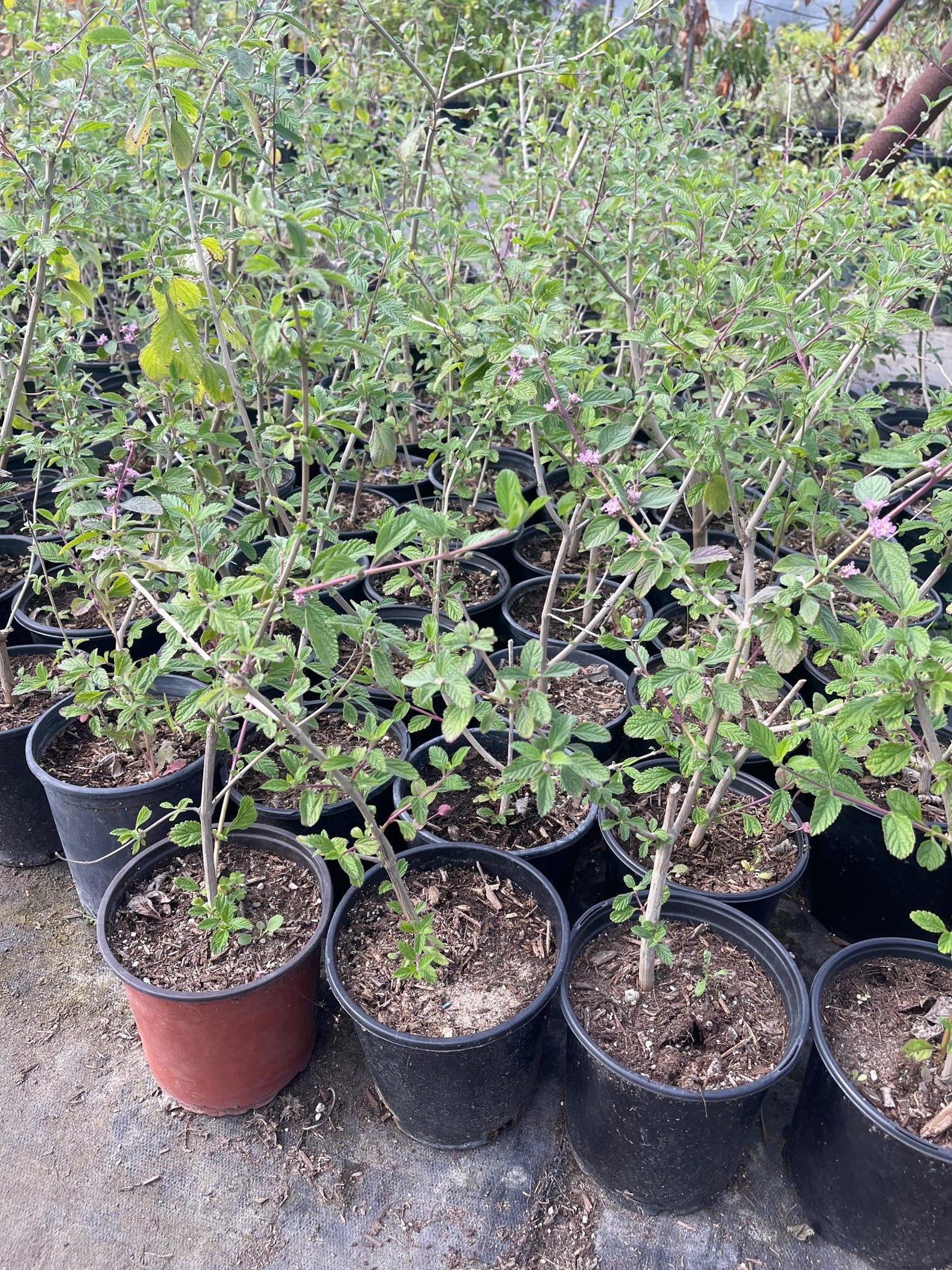 1gal Pitiona (lippia Alba) - Etsy