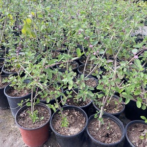 1gal Pitiona (lippia Alba) - Etsy