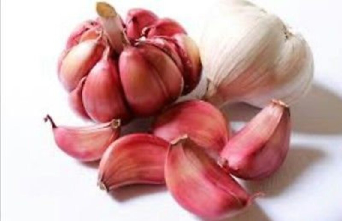 20 Garlic Cloves Seeds,solent Wight Garlic Cloves/seeds or 2 Bulbs ...