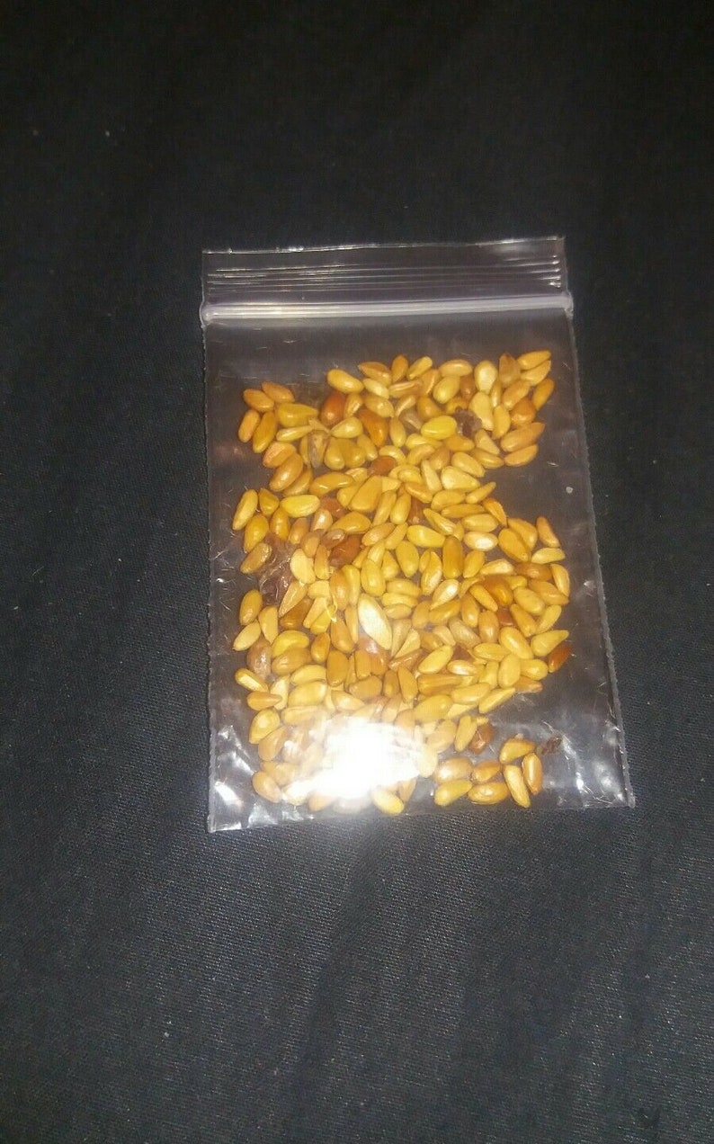 10 Pcs Purple Flower Rose Seeds Rare Amazingly Beautiful Purple Rose ...