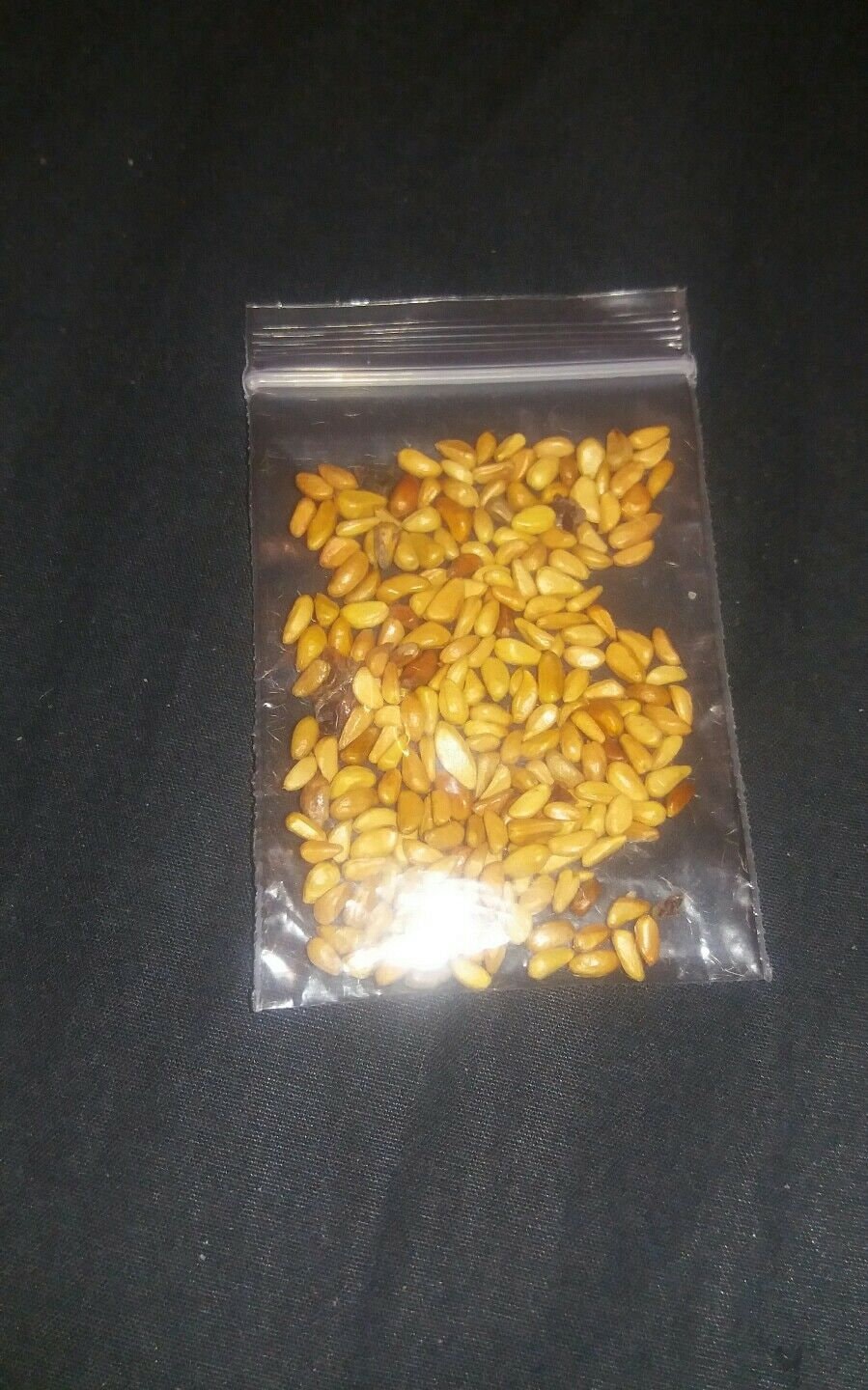 10 Seeds True Blood Black and Red Rose Flower Rare Amazingly Beautiful ...