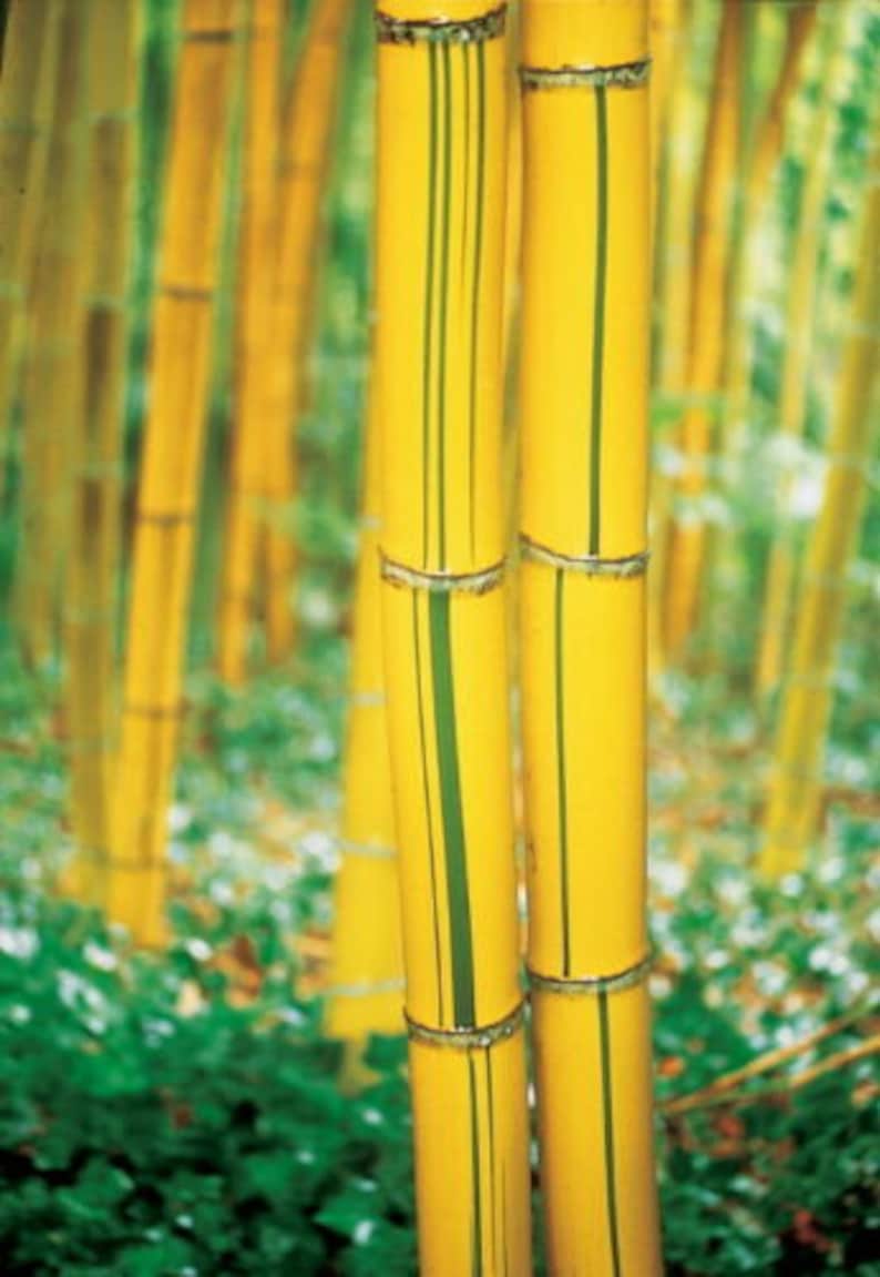 20 Seeds Yellow Bamboo Fresh Garden Plant Seeds Phyllostachys Viridis ...