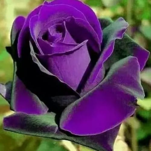 10 Pcs Purple Flower Rose Seeds Rare Amazingly Beautiful Purple Rose ...