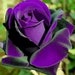 10 Pcs Purple Flower Rose Seeds Rare Amazingly Beautiful Purple Rose ...