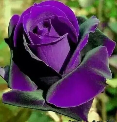 10 Pcs Purple Flower Rose Seeds Rare Amazingly Beautiful Purple Rose ...