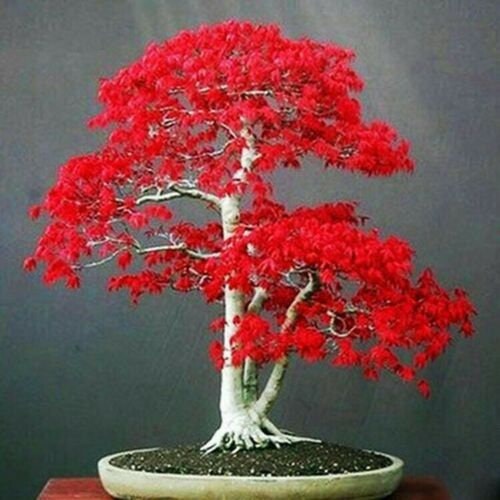 Japanese Maple Bonsai Forest