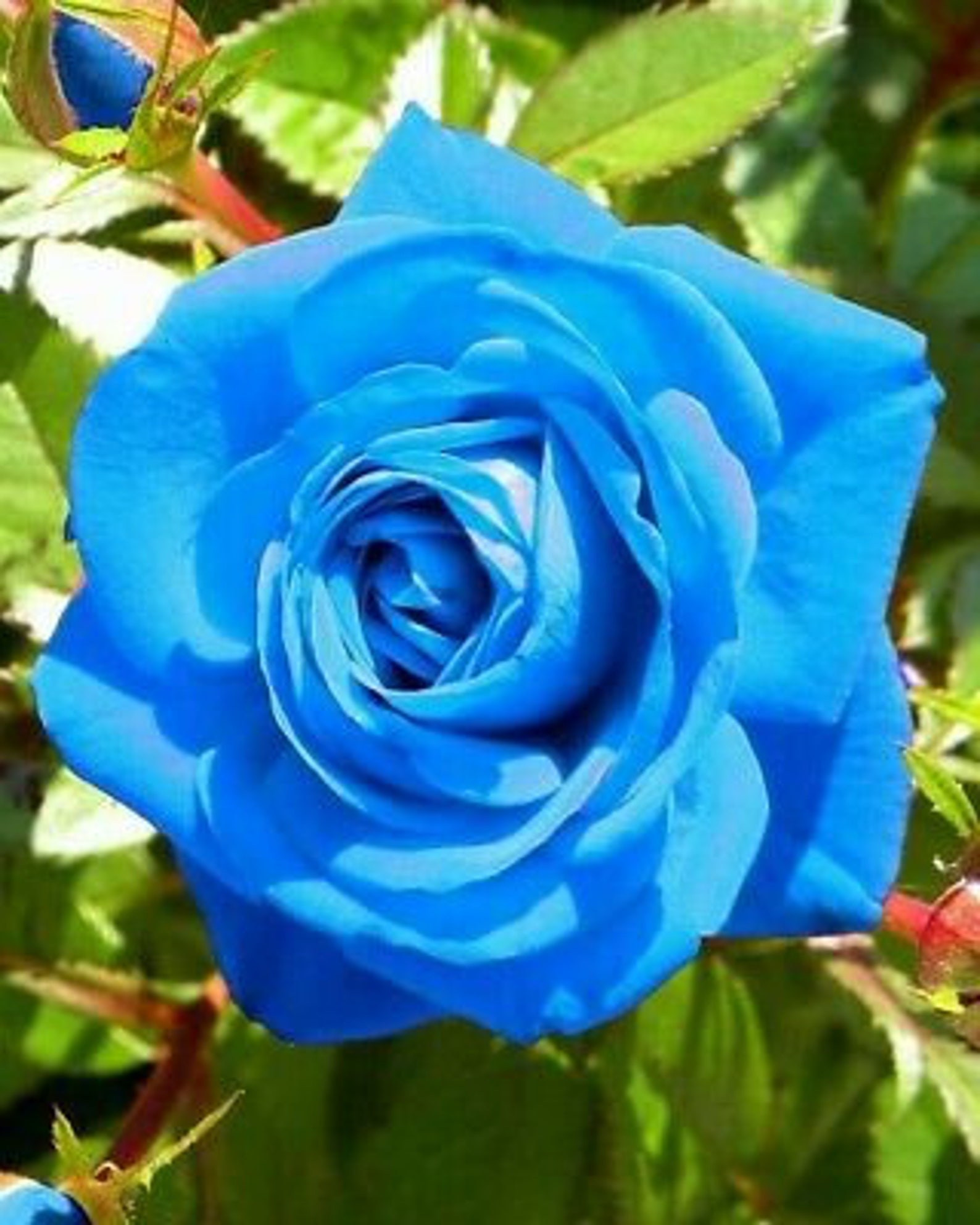 10 Pcs Blue Flower Rose Seeds Rare Amazingly Beautiful and Please Have ...