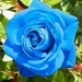 10 Pcs Blue Flower Rose Seeds Rare Amazingly Beautiful and Please Have ...