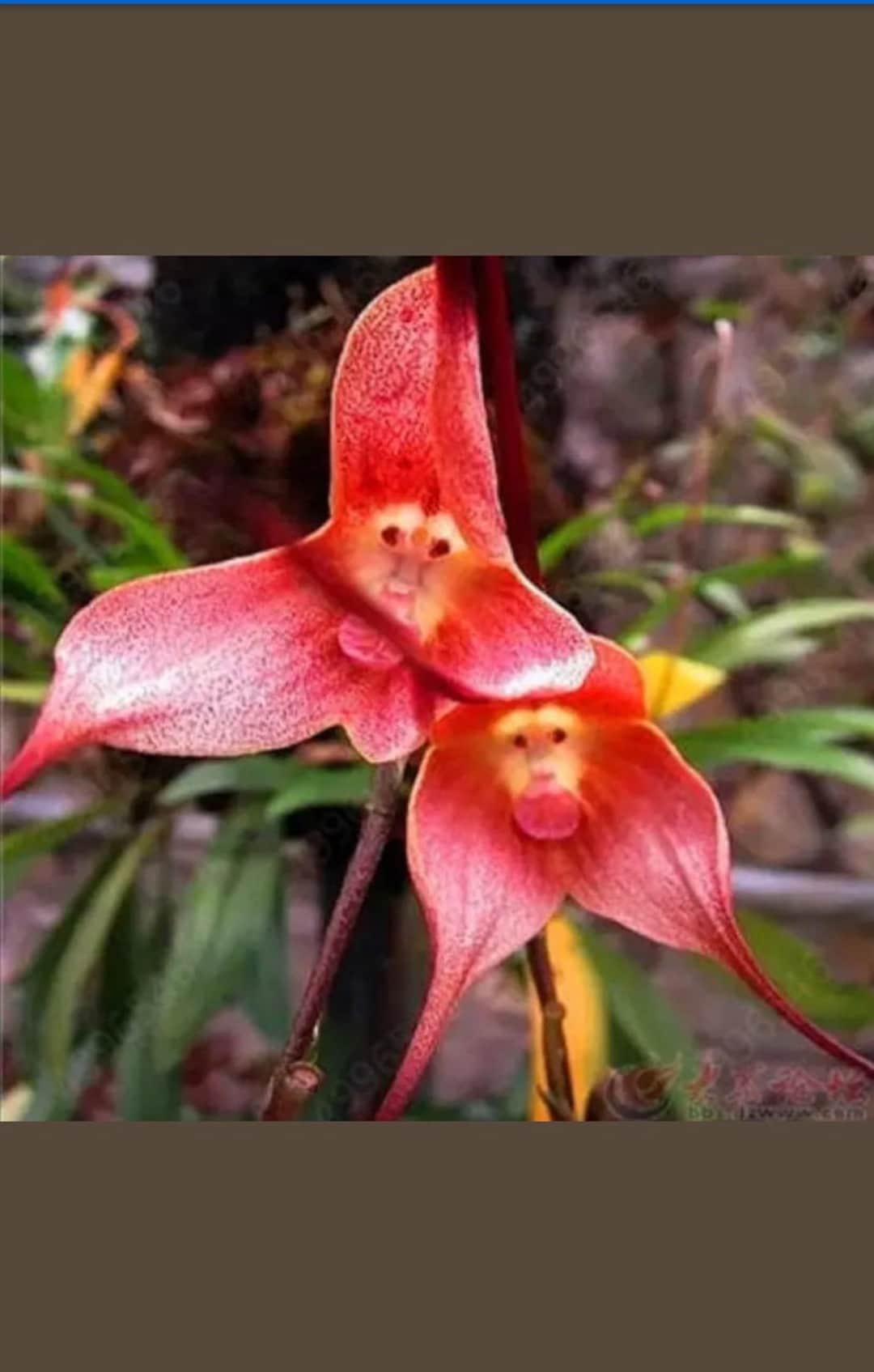10 Pcs Seeds Cute Monkey Face Orchid Seed Bonsai Plants Flowers for ...