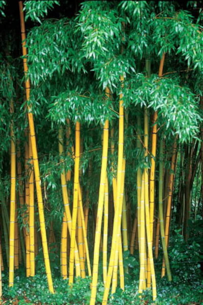 20 Seeds Yellow Bamboo Fresh Garden Plant Seeds Phyllostachys Viridis ...