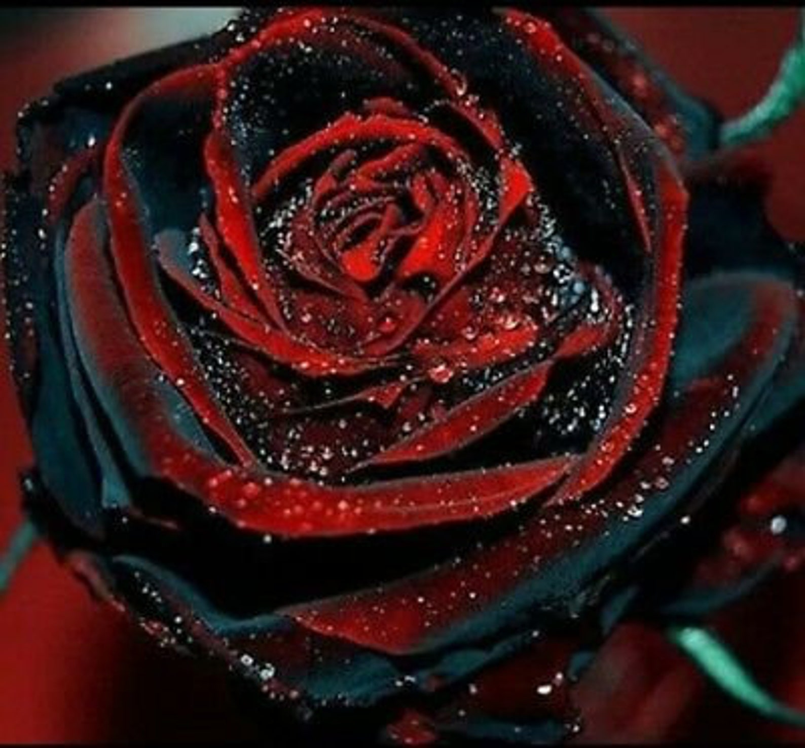 10 Seeds True Blood Black and Red Rose Flower Rare Amazingly Beautiful ...