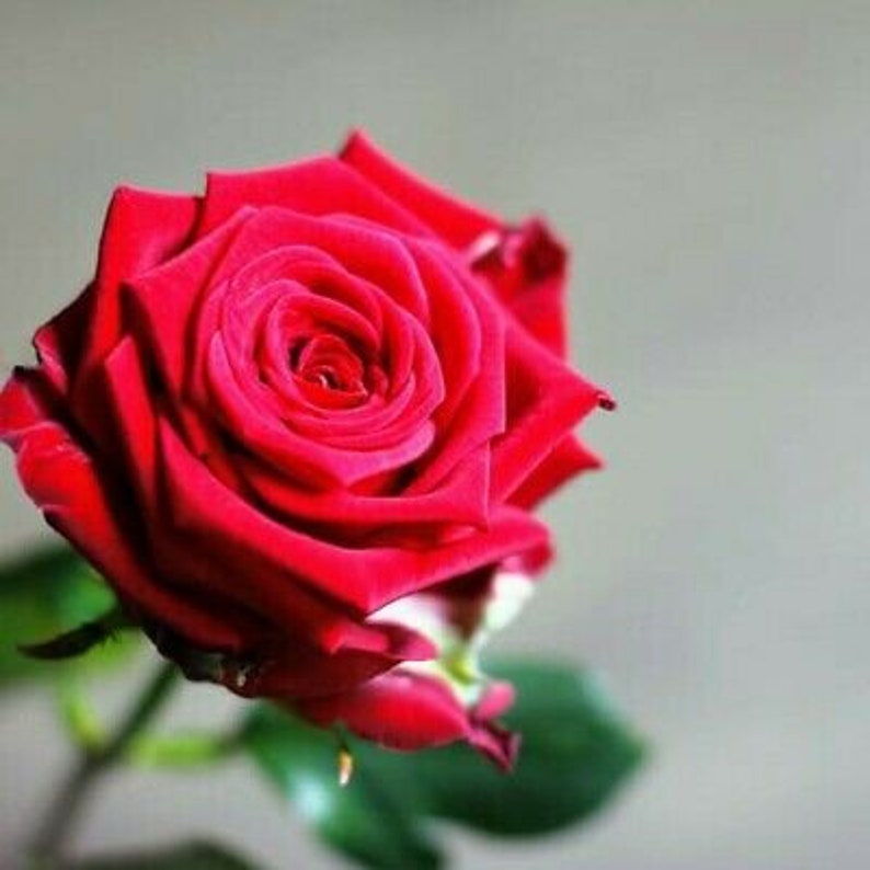 10 Pcs Red Flower Rose Seeds Rare Amazingly Beautiful Rose Flower Seeds ...