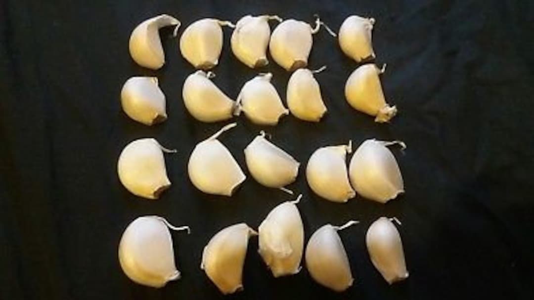 40 Large Garlic Cloves Seeds,solent Wight Garlic Cloves/seeds or 4 ...