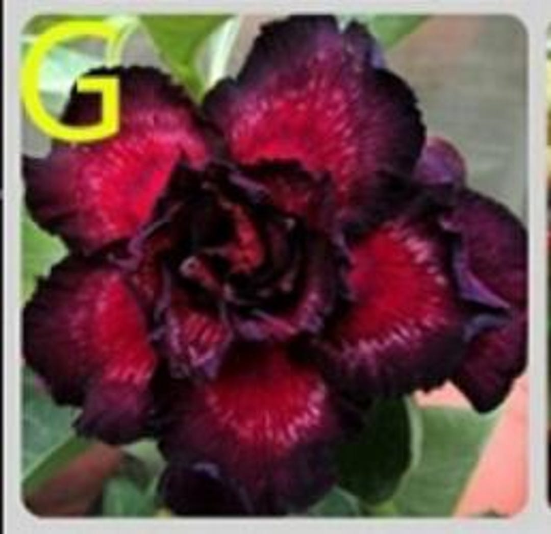 5 Desert True Blood Red and Black Rose Flower Seeds Adenium Obesum ...