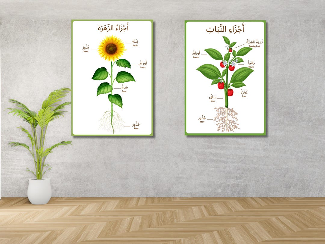 Arabic Educational Poster - Parts of a Flower & Plant | Digital ...