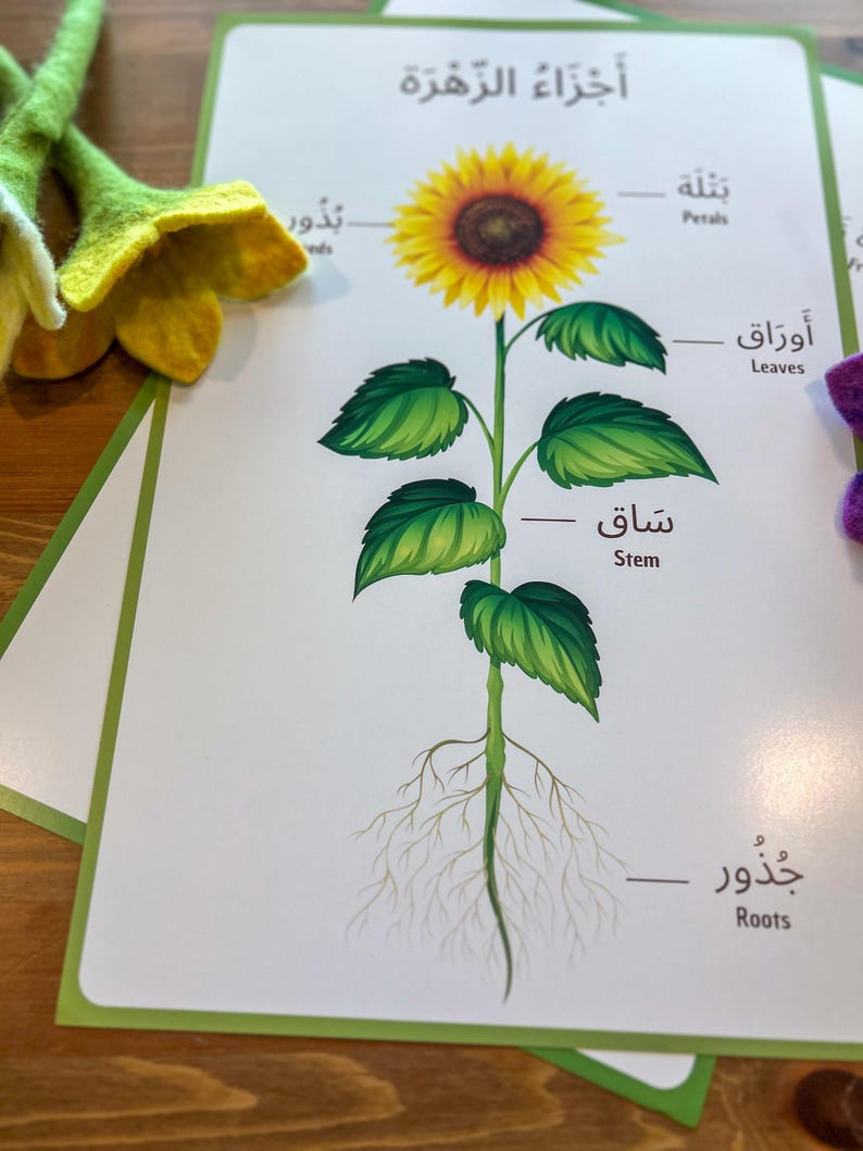 Arabic Parts of a Plant Educational Poster for Children I 11 X17 Inch ...