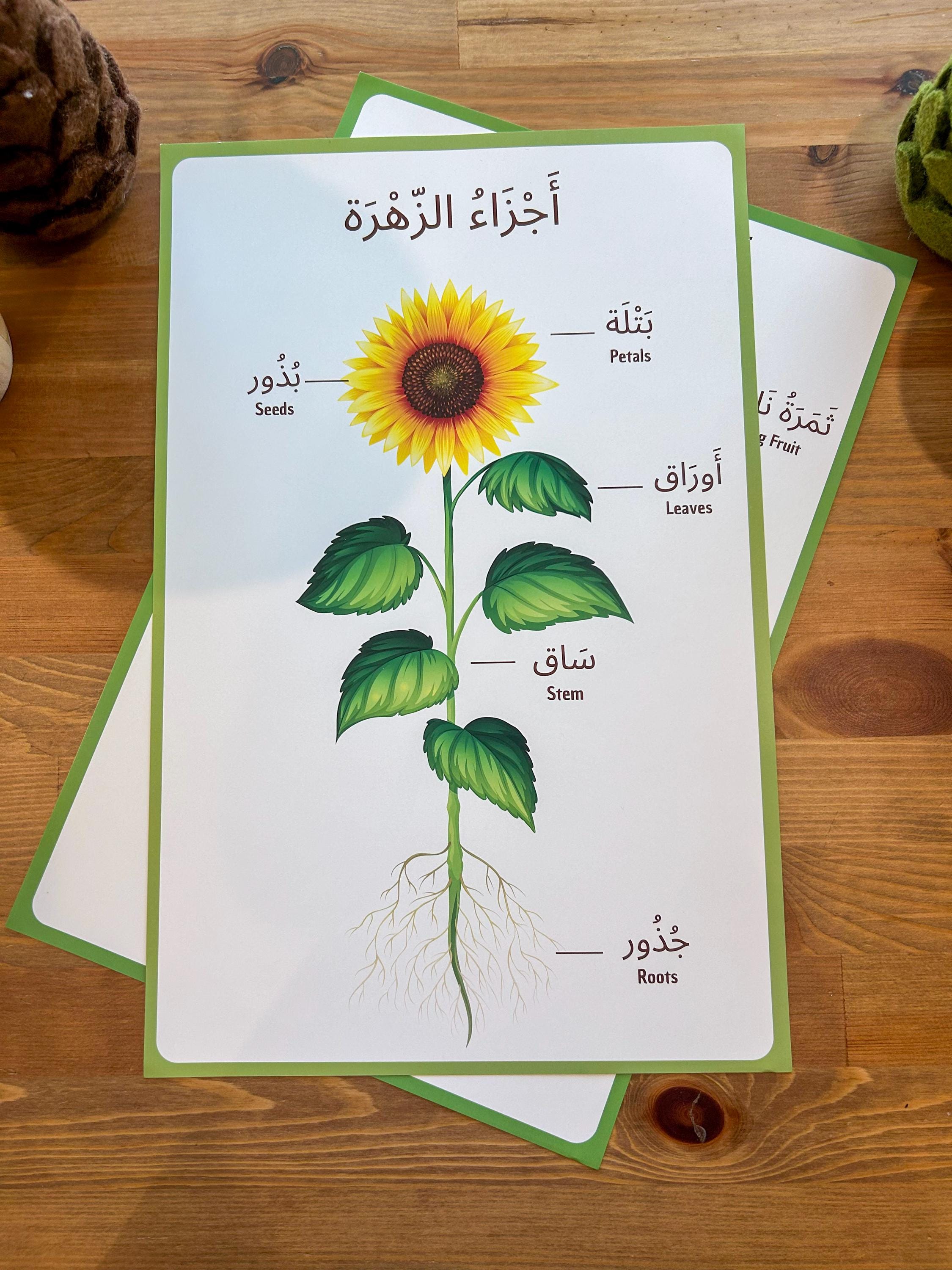 Arabic Parts of a Plant Educational Poster for Children I 11 X17 Inch ...