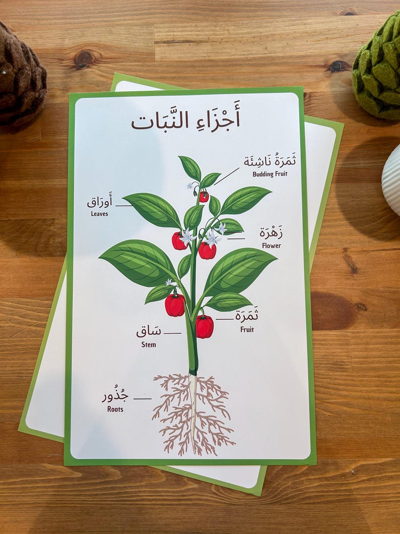 Arabic Parts of a Plant Educational Poster for Children I 11 X17 Inch ...
