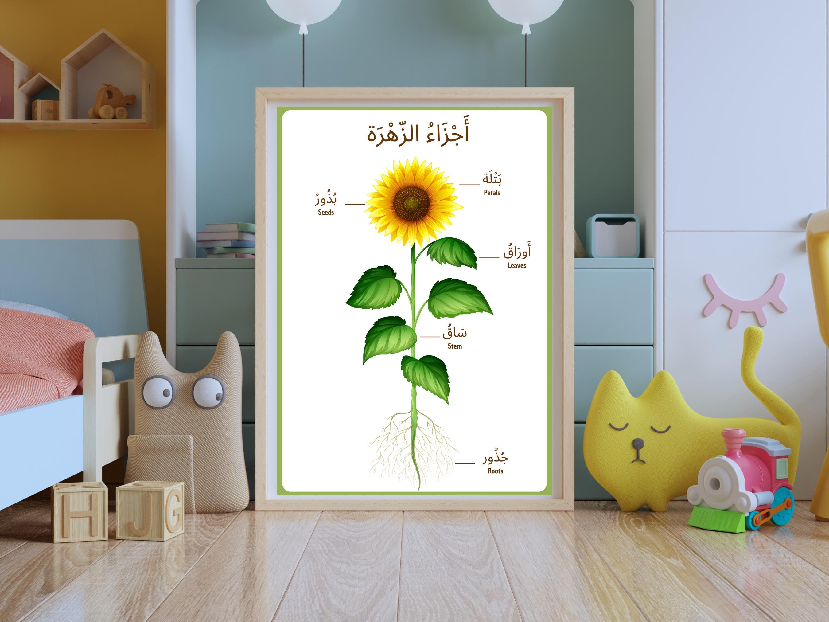 Arabic Educational Poster - Parts of a Flower & Plant | Digital ...