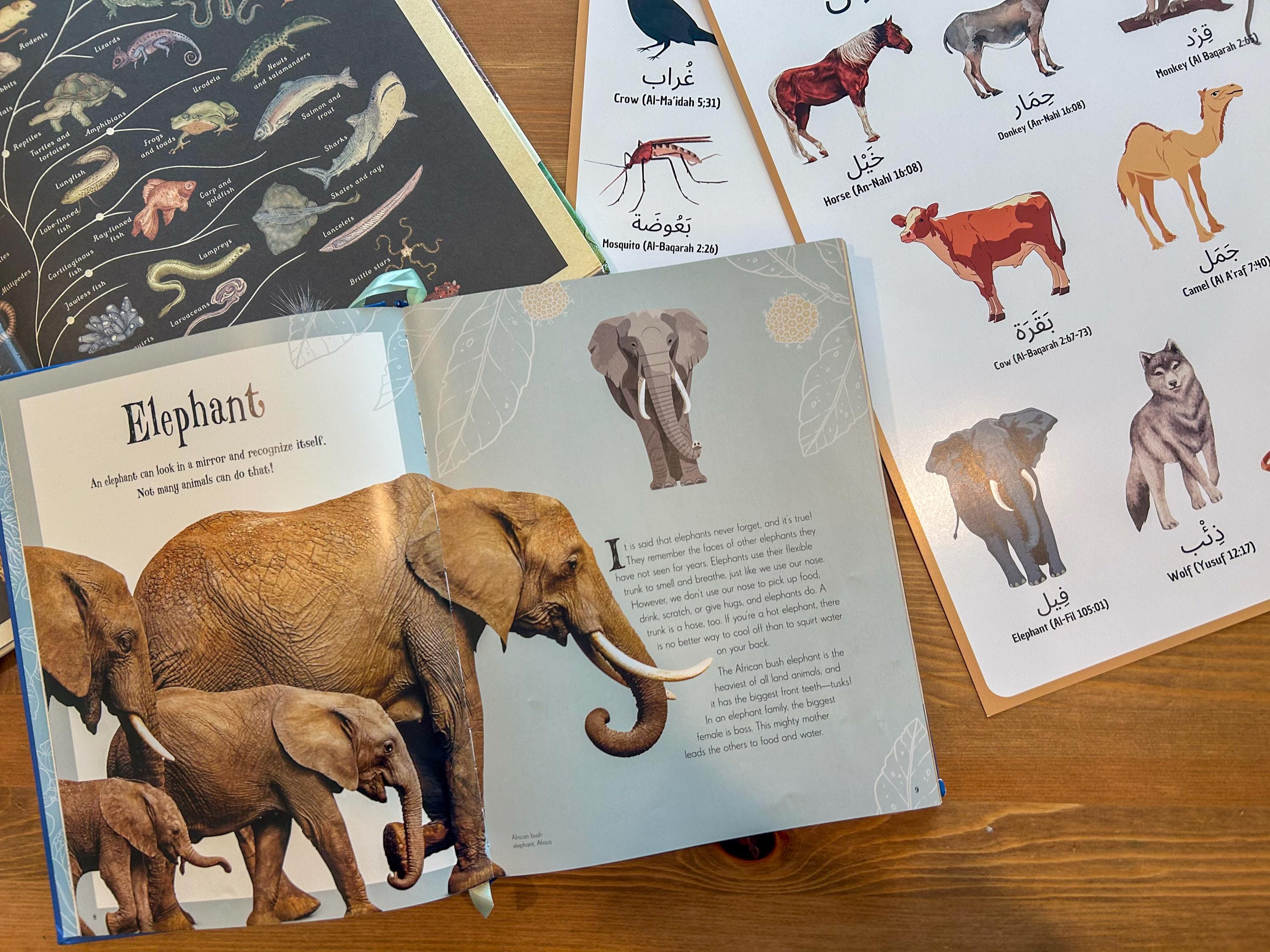 Animals in the Quran Poster Set in Arabic | Top Seller - Etsy