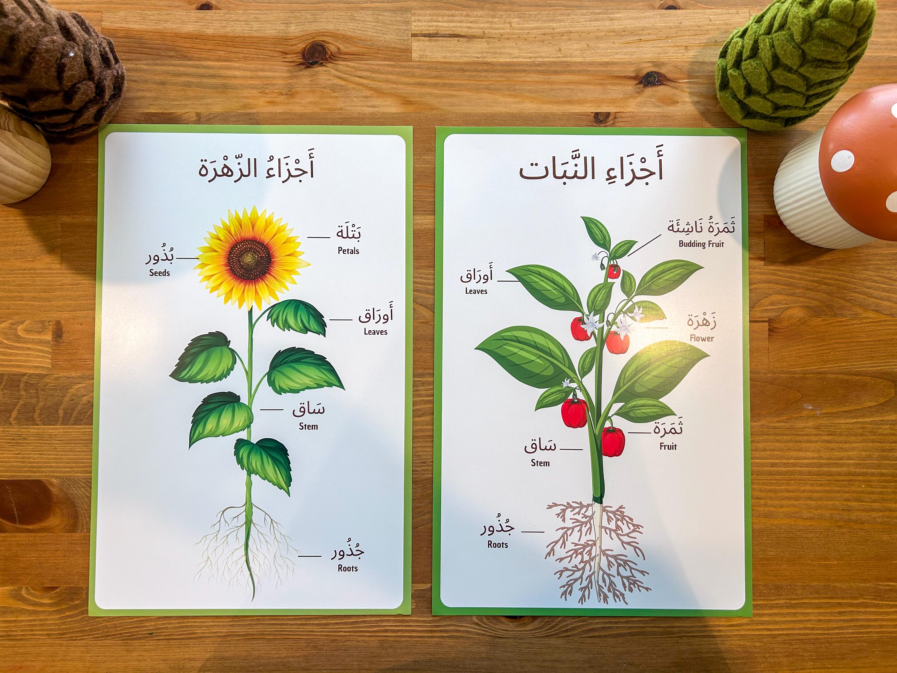 Arabic Parts of a Plant Educational Poster for Children I 11 X17 Inch ...