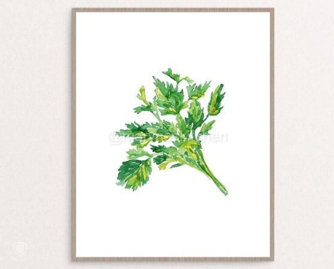 Parsley Wall Poster Herb Watercolor Spice Types Kitchen Decor Vegetabe ...