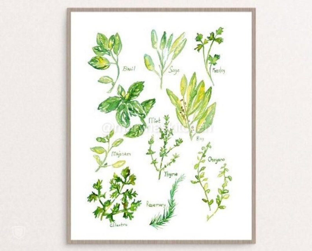 Types of Herbs Wall Poster Watercolor Spice Kitchen Parsley Decor ...