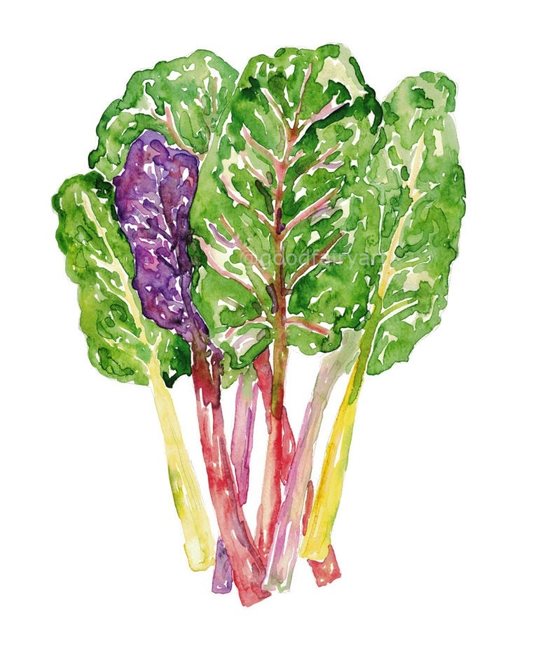Swiss Chard Wall Poster Garden Food Watercolor Vegetable - Etsy Canada