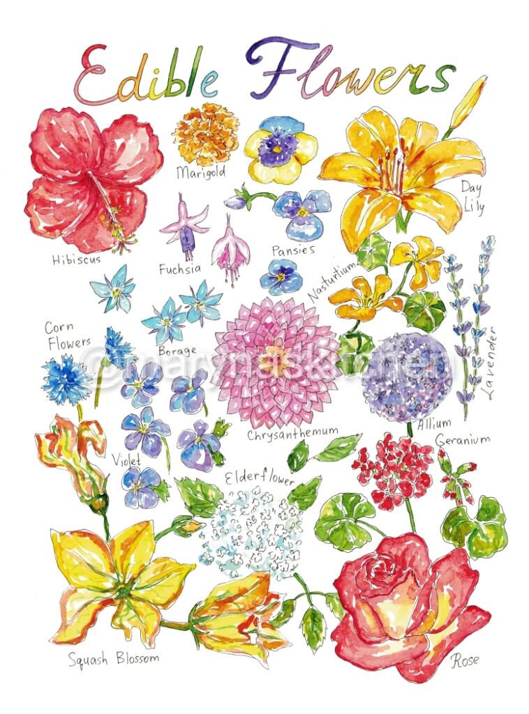Edible Flowers Watercolor Print, Kitchen Wall Art - Etsy