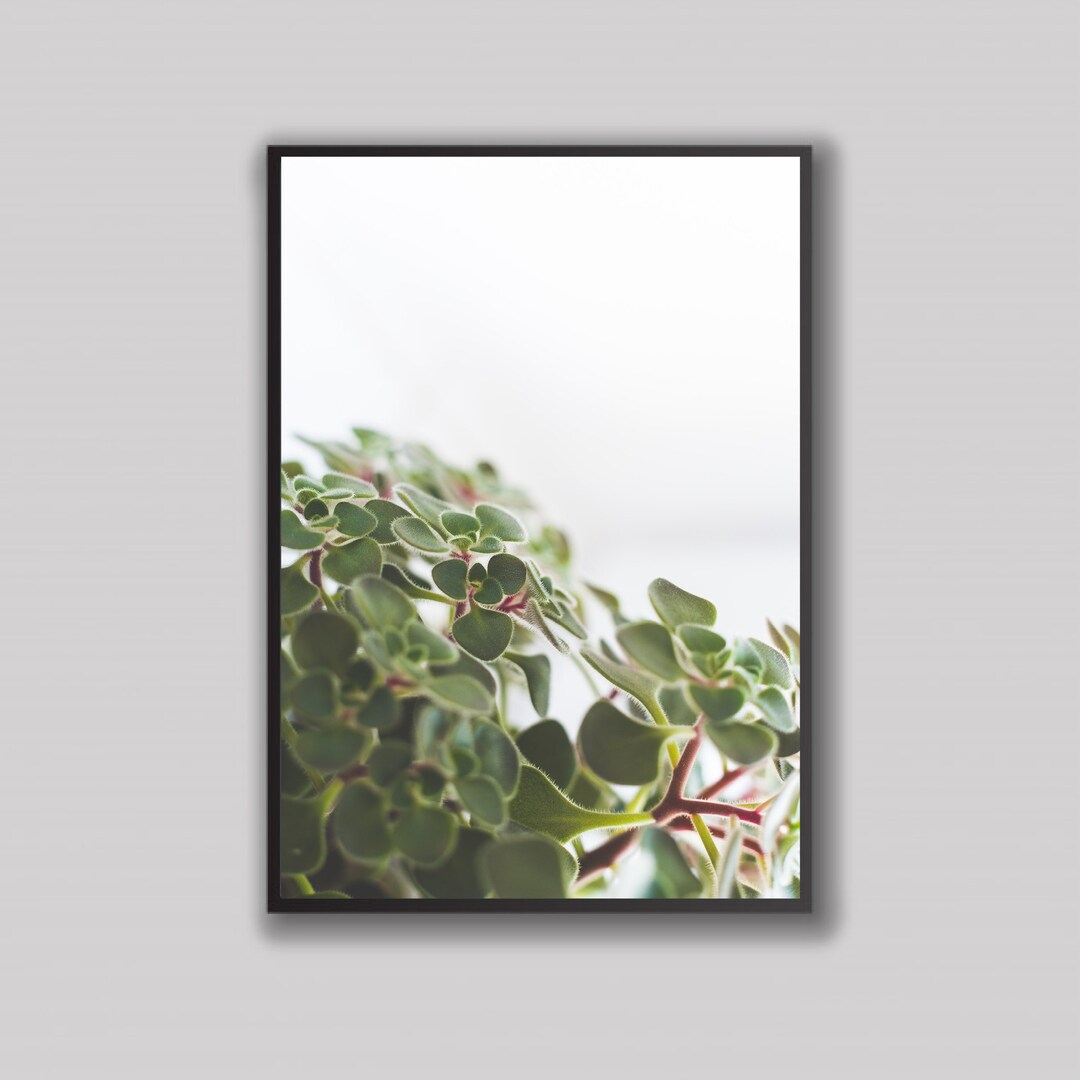 SUCCULENT POSTER PRINT | Digital Download | Poster | Art | Home Decor ...