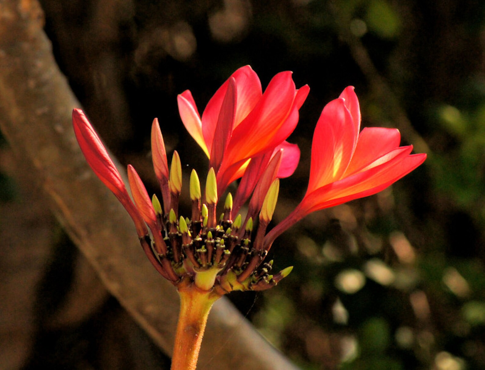 26.56 Carat Fiery Ruby Cabochon Gorgeous 19x15mm Natural | Etsy