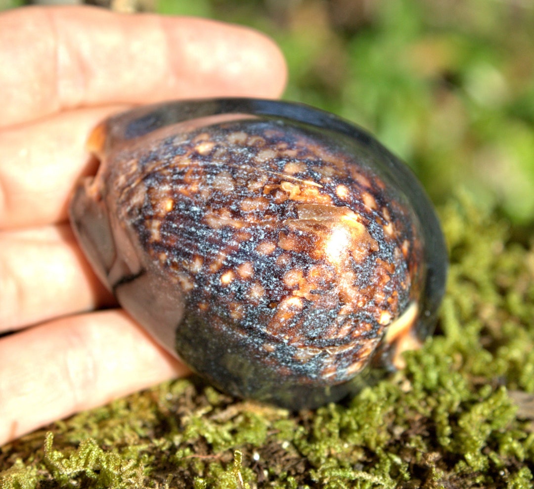 401 Ct. Large Hawaiian Humpback Cowrie Shell, Natural Giant Cowrie ...
